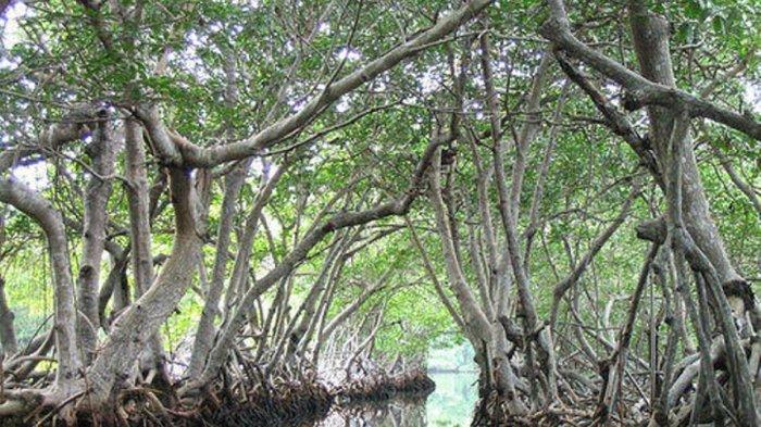 Pulau-Pulau Misterius di Dunia yang Dilarang untuk Dikunjungi ...